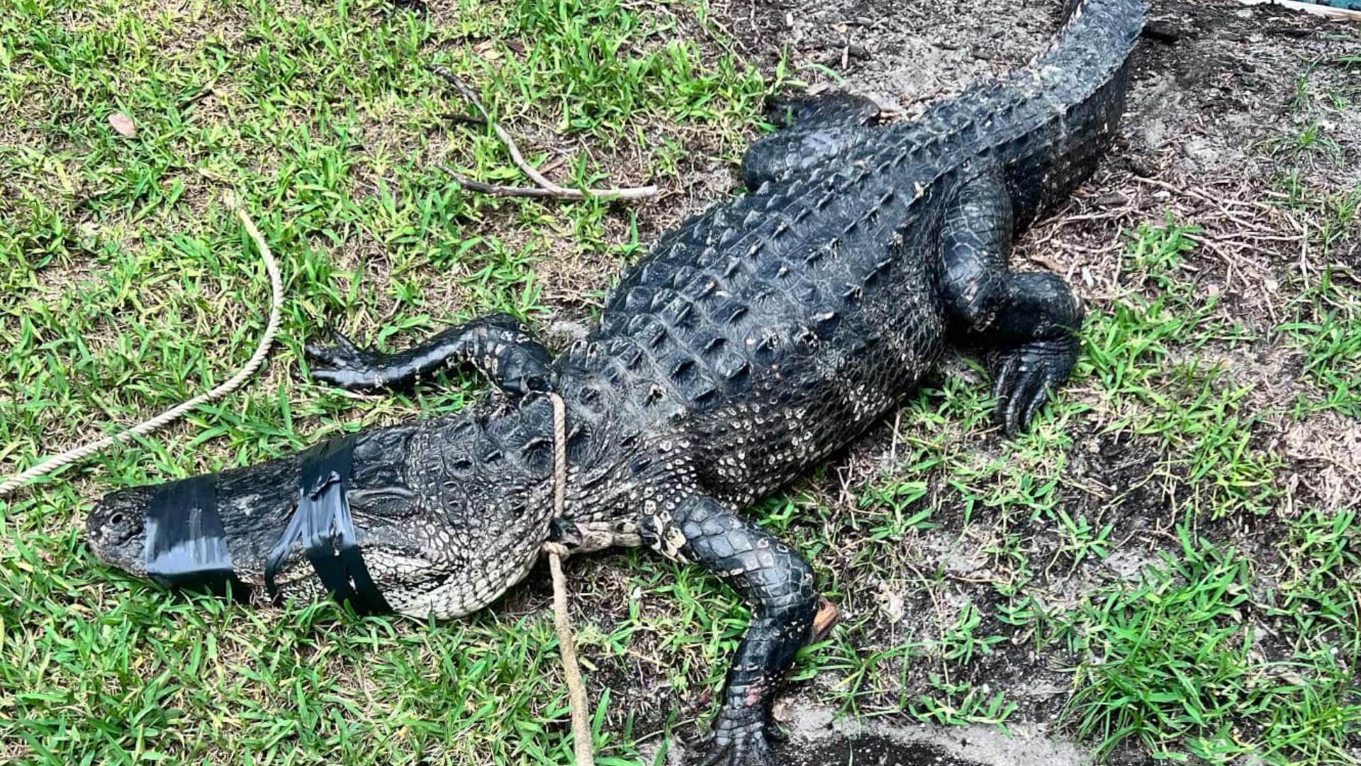 9-foot alligator stalking dog walkers captured in Florida | wtsp.com