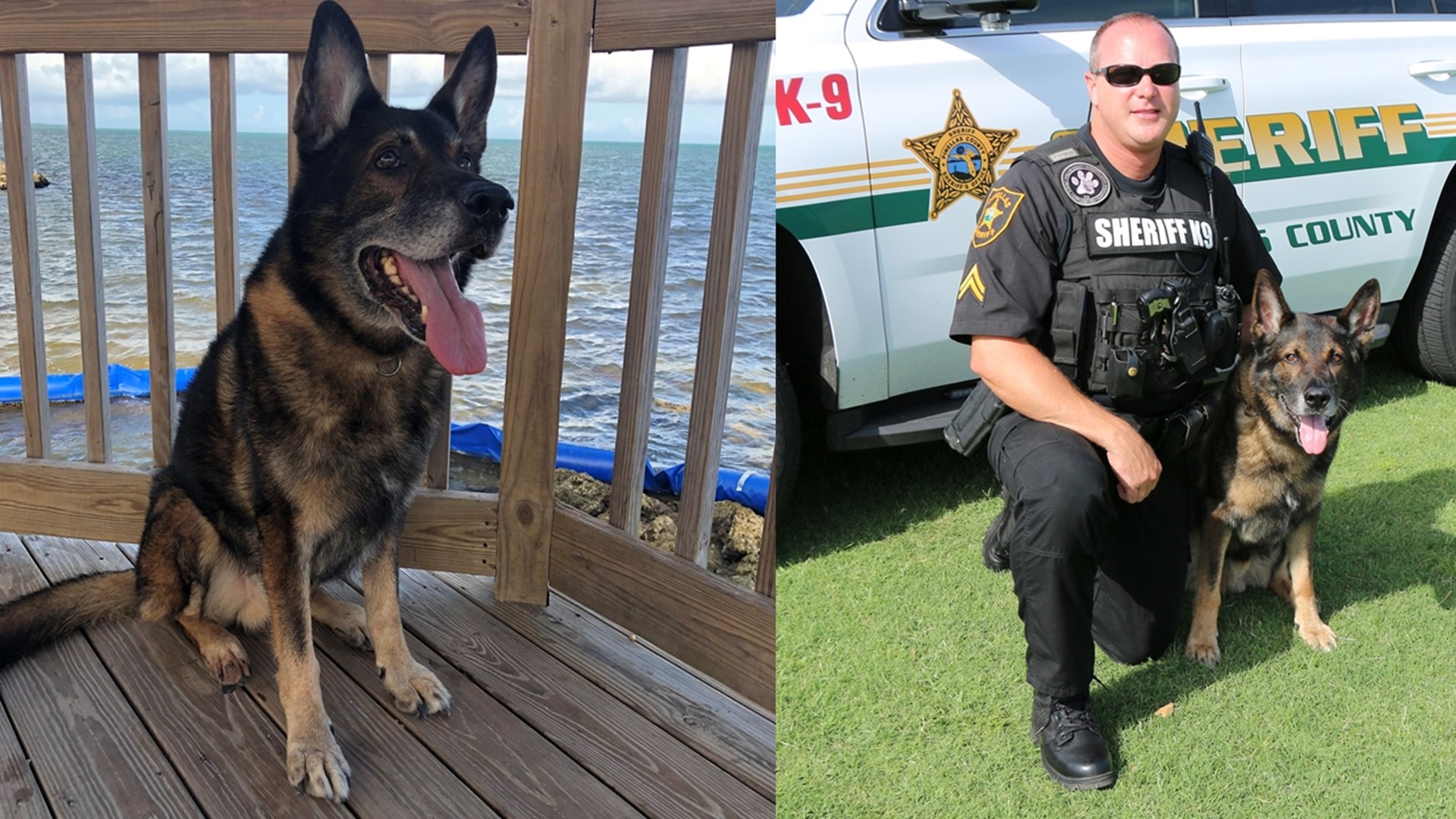 Retired Pinellas Co. K-9 Jager dies suddenly | wtsp.com