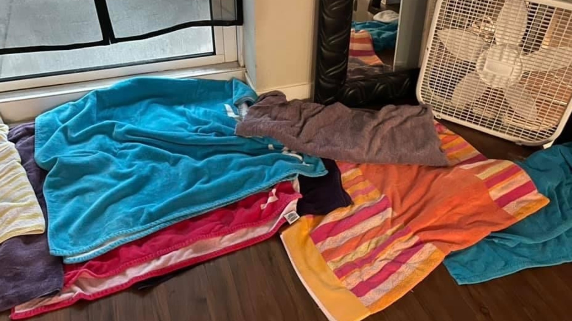 How Florida law applies to tenants dealing with mold issues | wtsp.com