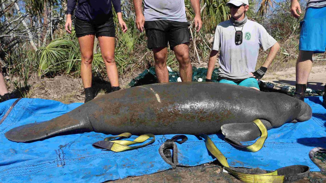 Rescued manatee to rehabilitate in Tampa | wtsp.com