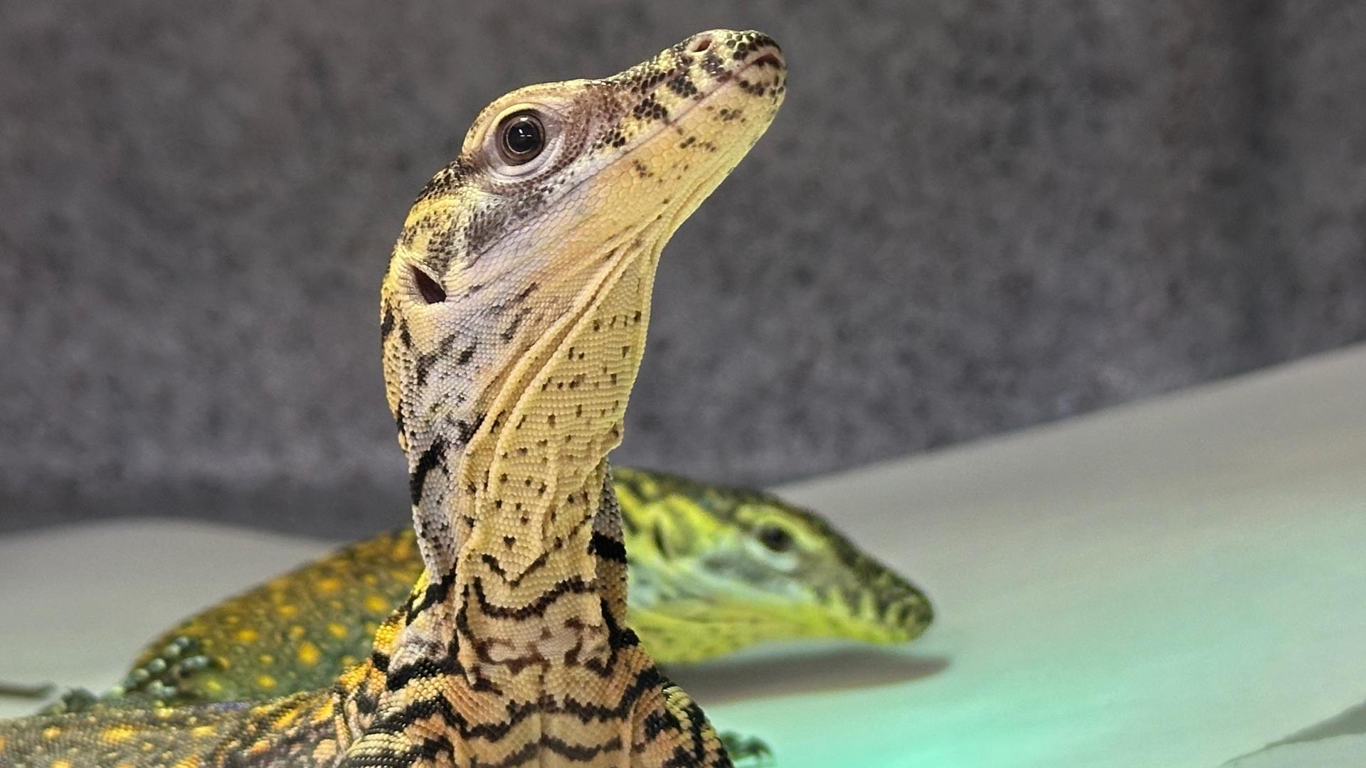 ZooTampa welcomes Komodo dragon hatchlings | wtsp.com