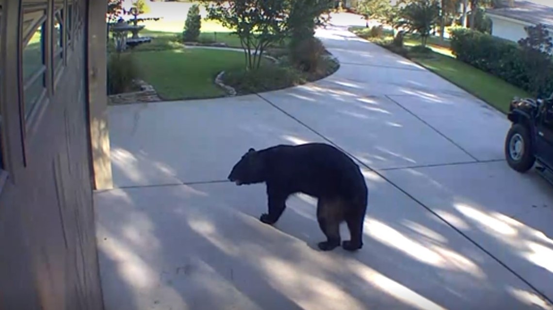 3-legged bear breaks into lanai, drinks White Claw seltzers | wtsp.com