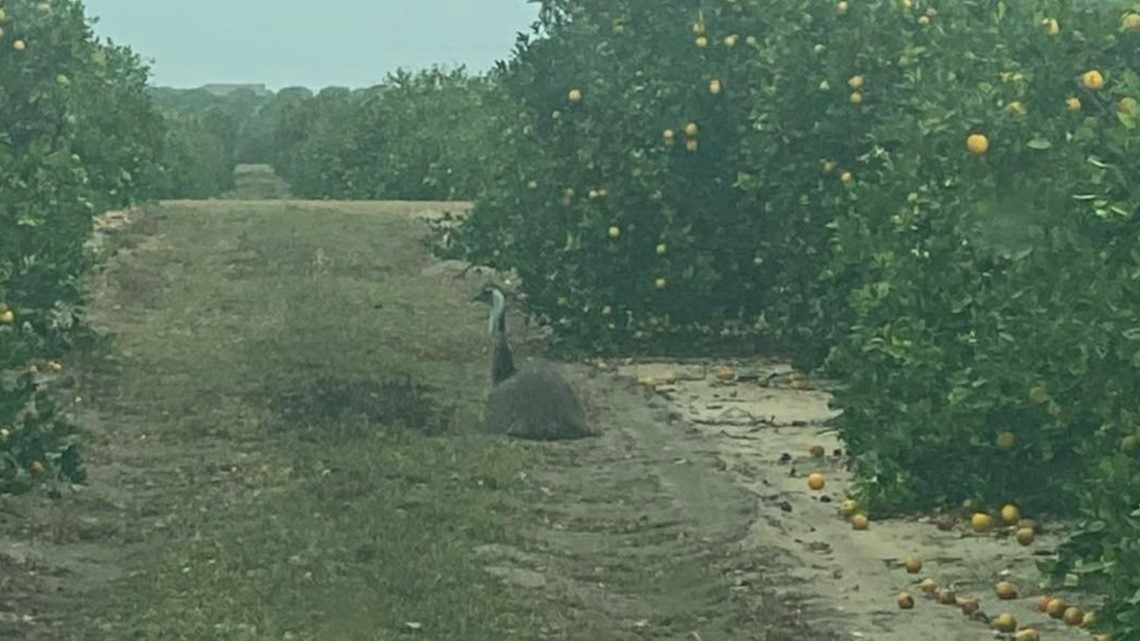 An emu is on the loose and running around Highlands County | wtsp.com