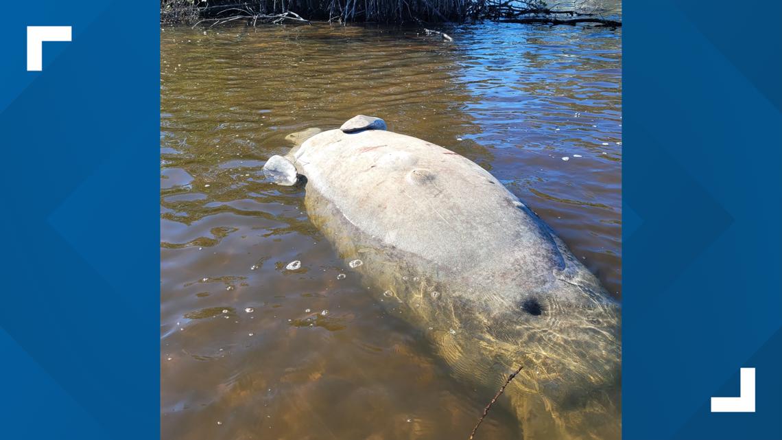 Manatee found dead in Largo died from chronic cold stress: FWC | wtsp.com