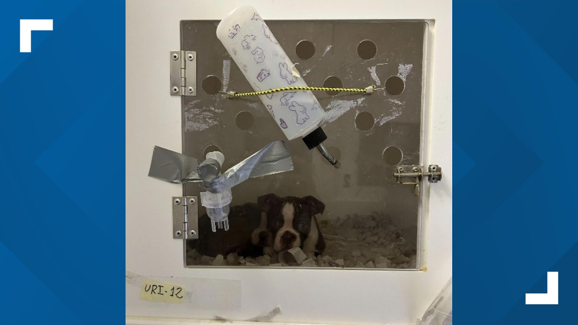 Clearwater pet store banned from selling dogs after code violations ...