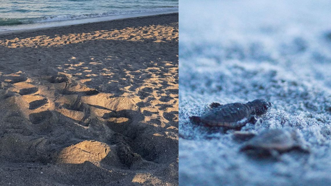 First local sea turtle nest of 2026 season has been spotted | wtsp.com
