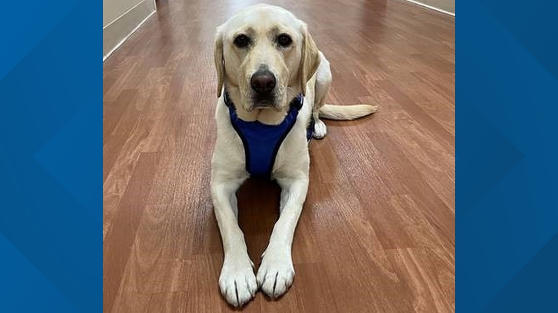 Southeastern Guide Dog switches careers to help hosptial patients ...