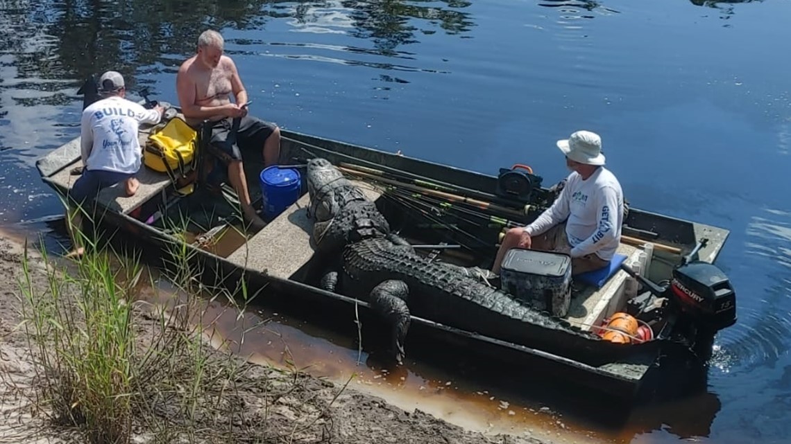 Hunters catch 920-pound gator in Central Florida | wtsp.com