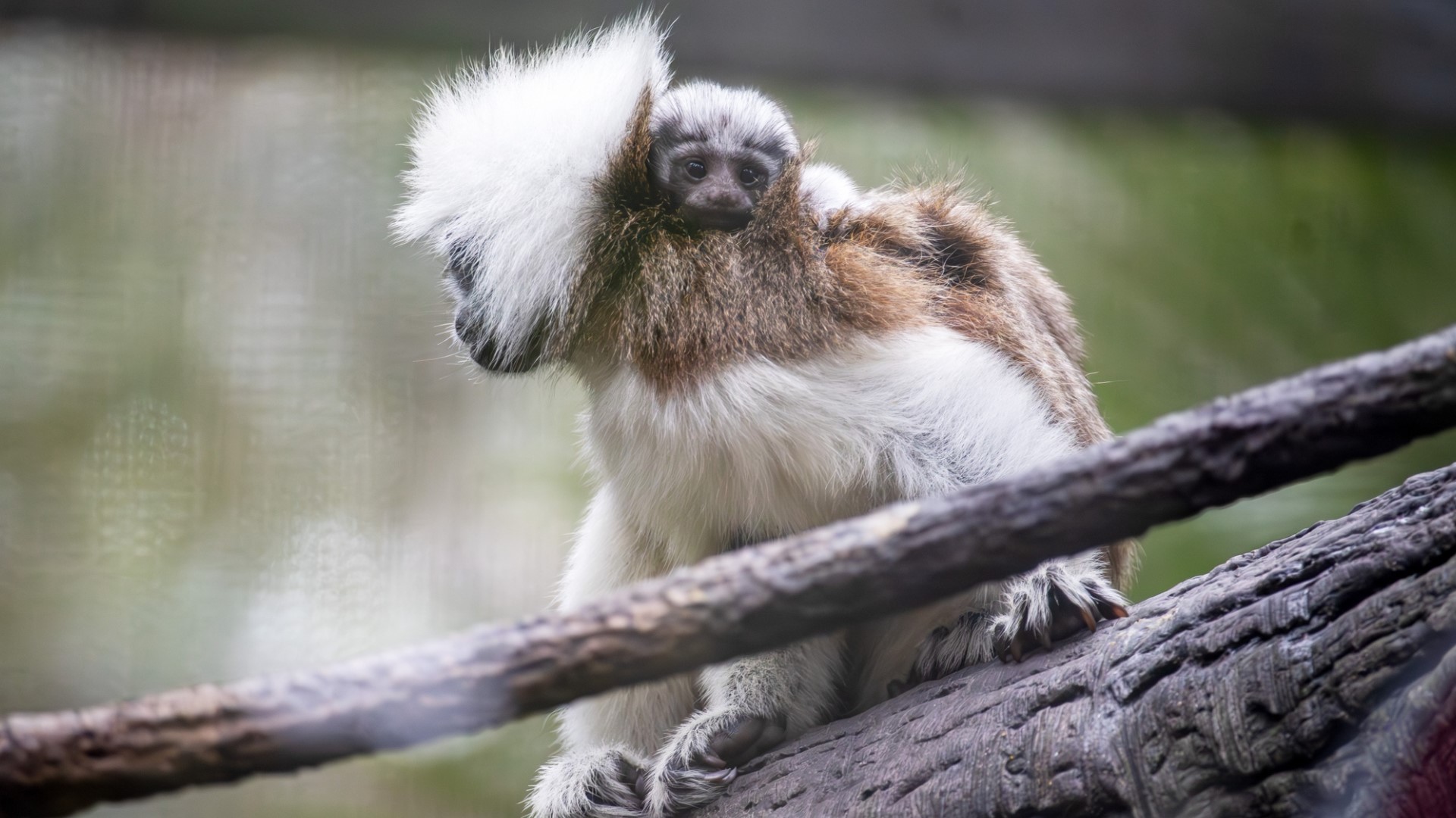 2 baby monkeys part of endangered species born at Brevard Zoo | wtsp.com