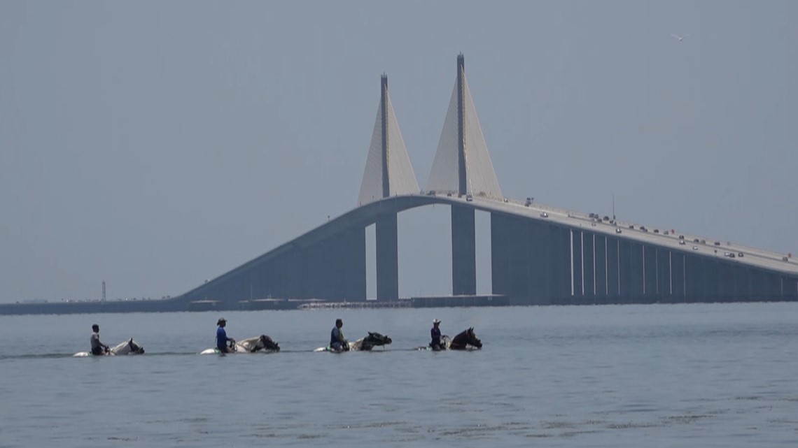 Ban on horseback riding in the water could be coming to Tampa Bay ...