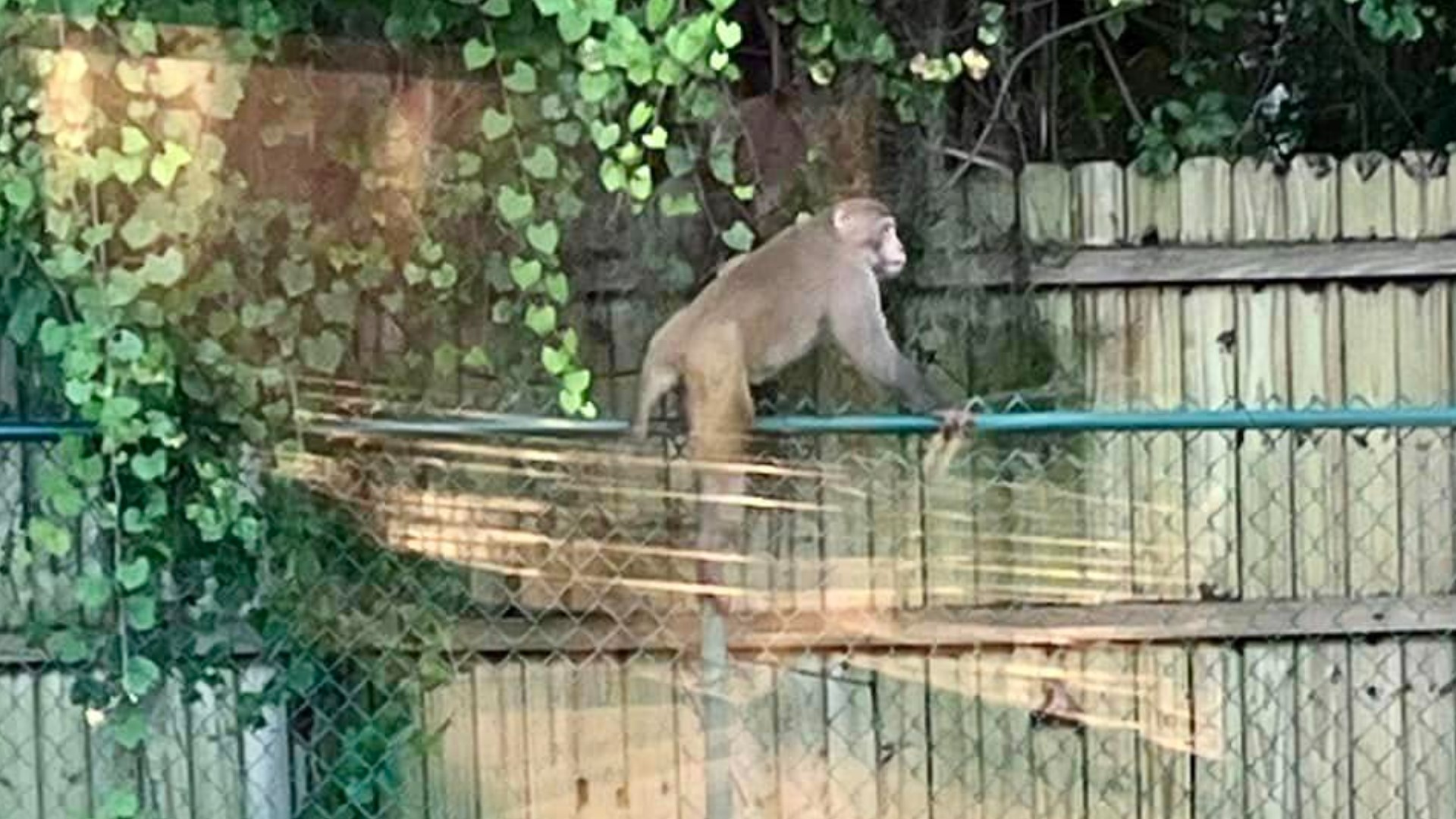 Monkey sightnings: Officials issue warnings about wild monkeys | wtsp.com