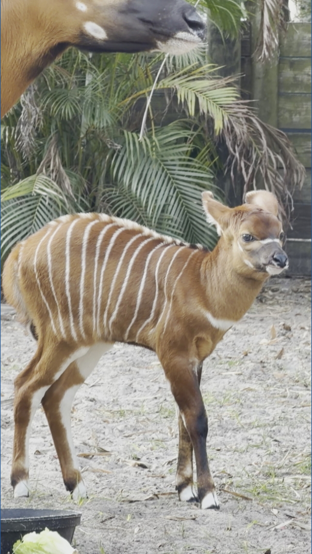 Critically endangered Eastern Bongo calf born at ZooTampa | wtsp.com