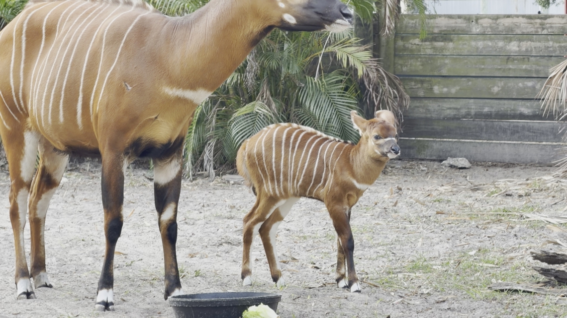 Critically endangered Eastern Bongo calf born at ZooTampa | wtsp.com