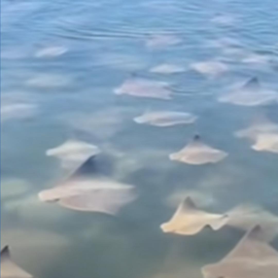 VIDEO: 'Fever' of cownose rays gathers in Old Tampa Bay | wtsp.com