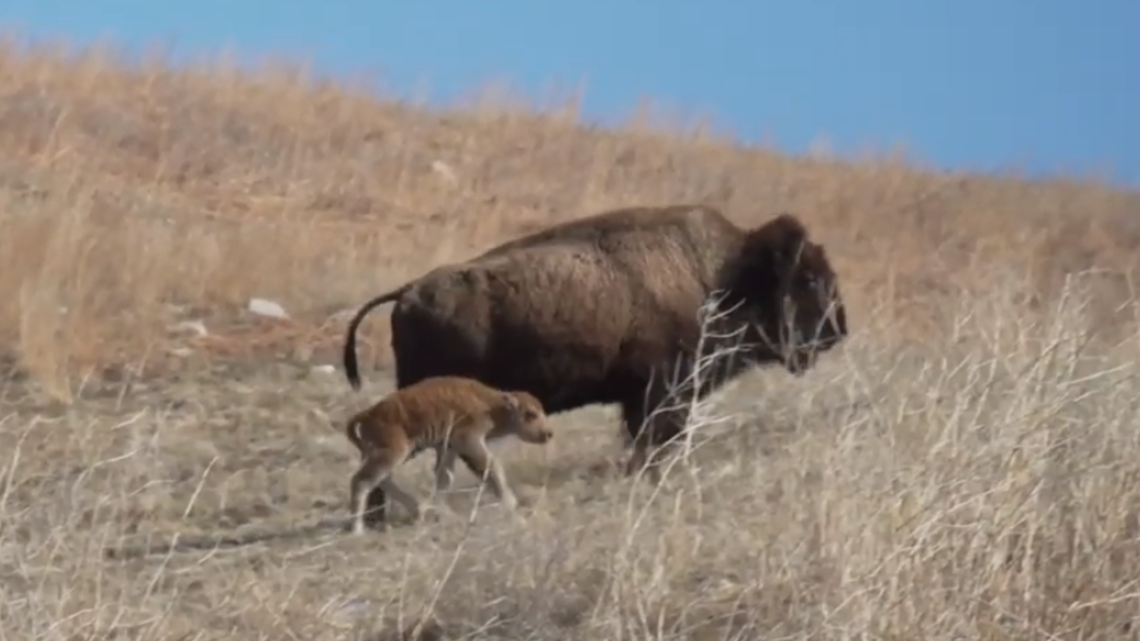 Big baby! South Dakota celebrates birth of year’s first bison calf ...