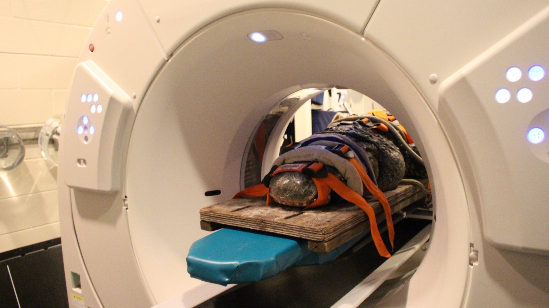Gallery: Huge alligator gets a CT scan at UF's veterinary school | wtsp.com