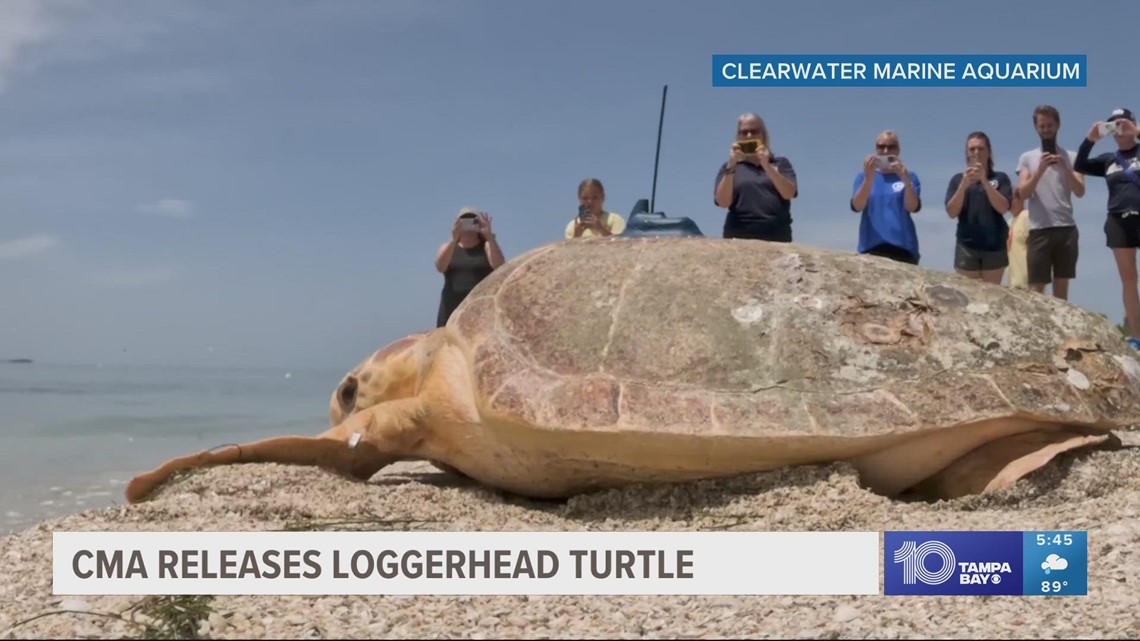 CMA releases 200-pound loggerhead turtle back into Gulf | wtsp.com