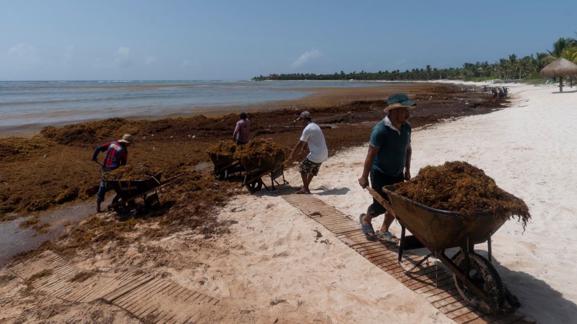 Sargassum in Florida: Largest seaweed bloom likely ever recorded | wtsp.com