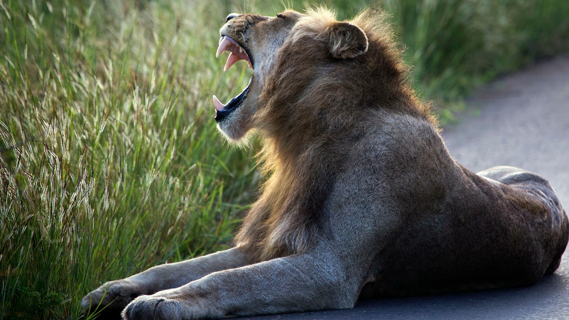Lions caught napping on national park road during COVID19 closure ...