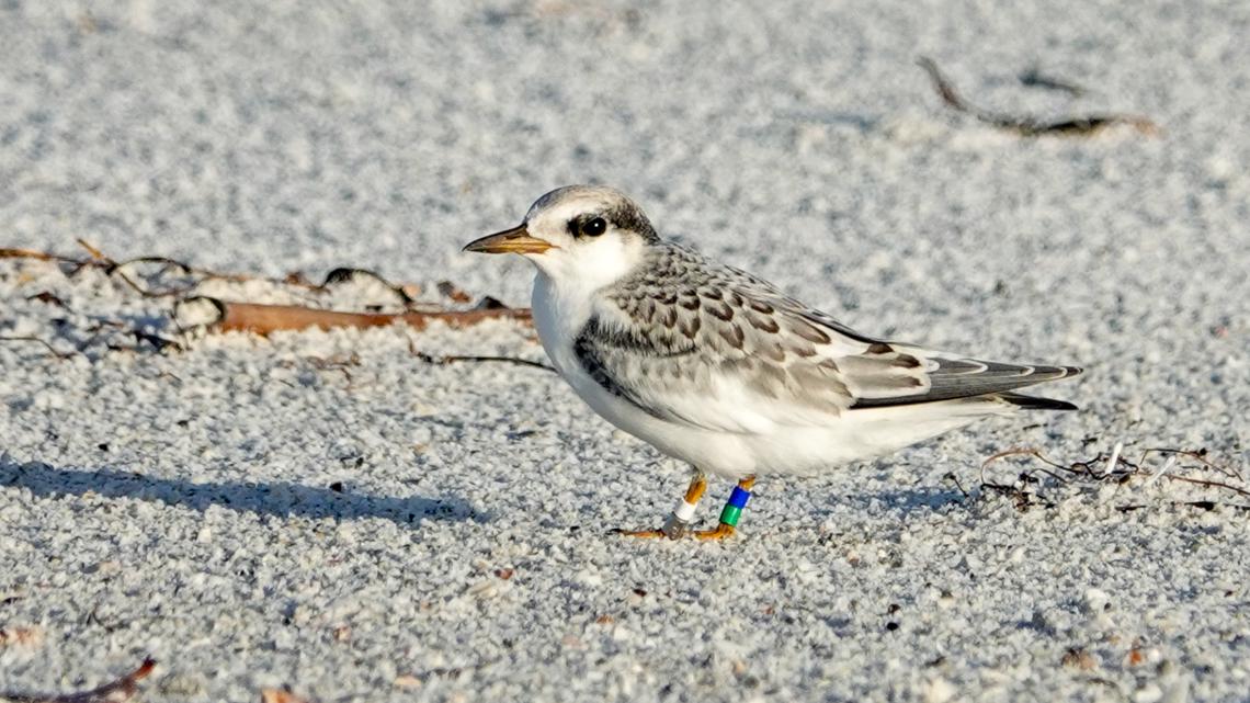 Threatened baby birds get tracking bands in Tampa Bay | wtsp.com