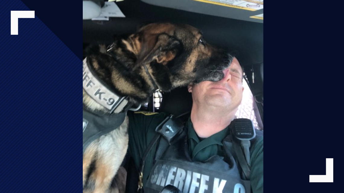 Florida deputy wants to buy K-9; sheriff's office says dog is not for ...