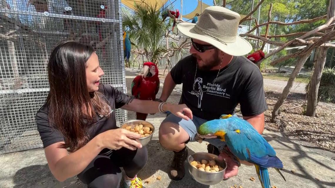 Florida Exotic Bird Sanctuary provides lifelong care for exotics | wtsp.com