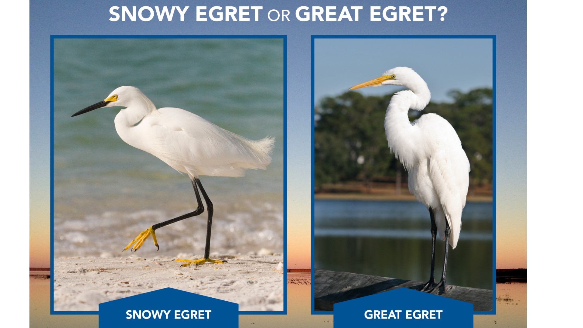 Top 10: Misidentified Florida animals, plants and insects | wtsp.com