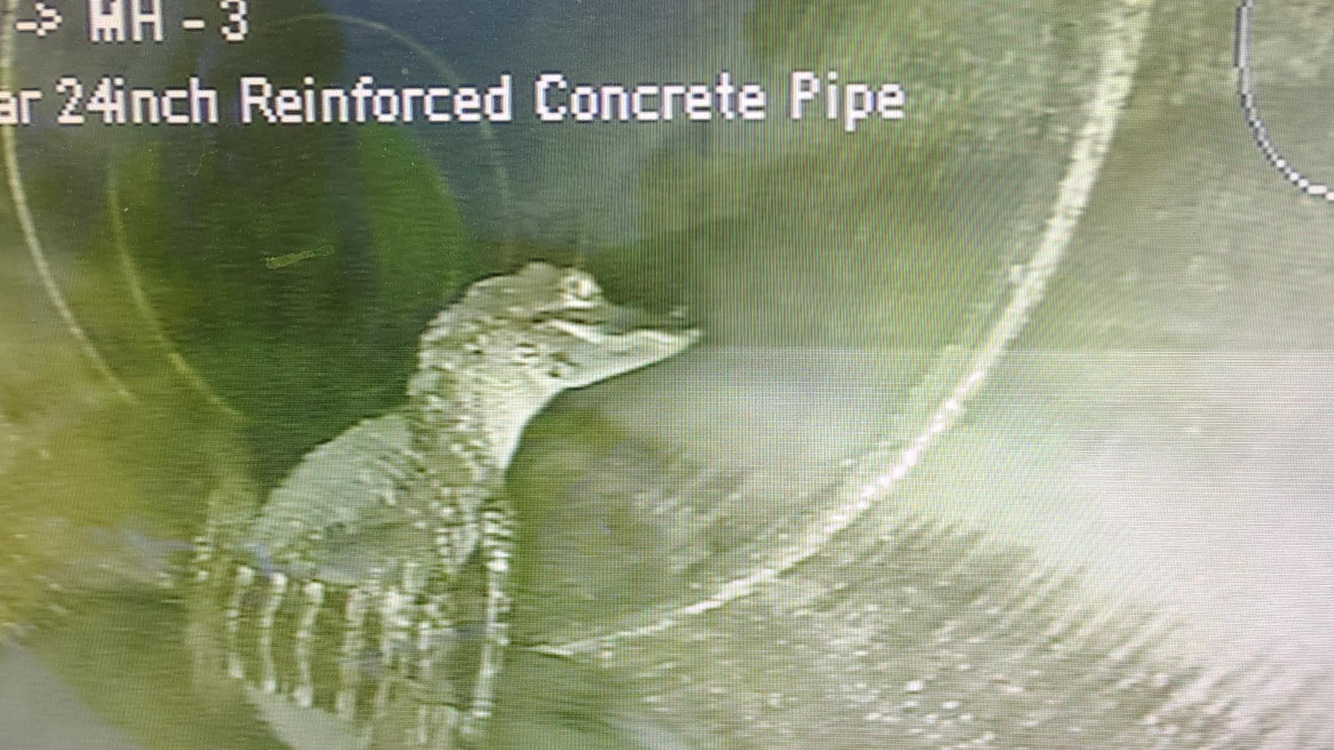 Video of gator 'chillin' in Florida storm drain captures hearts | wtsp.com