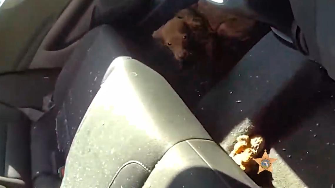 Pinellas deputies rescue dog from burning hot car | wtsp.com