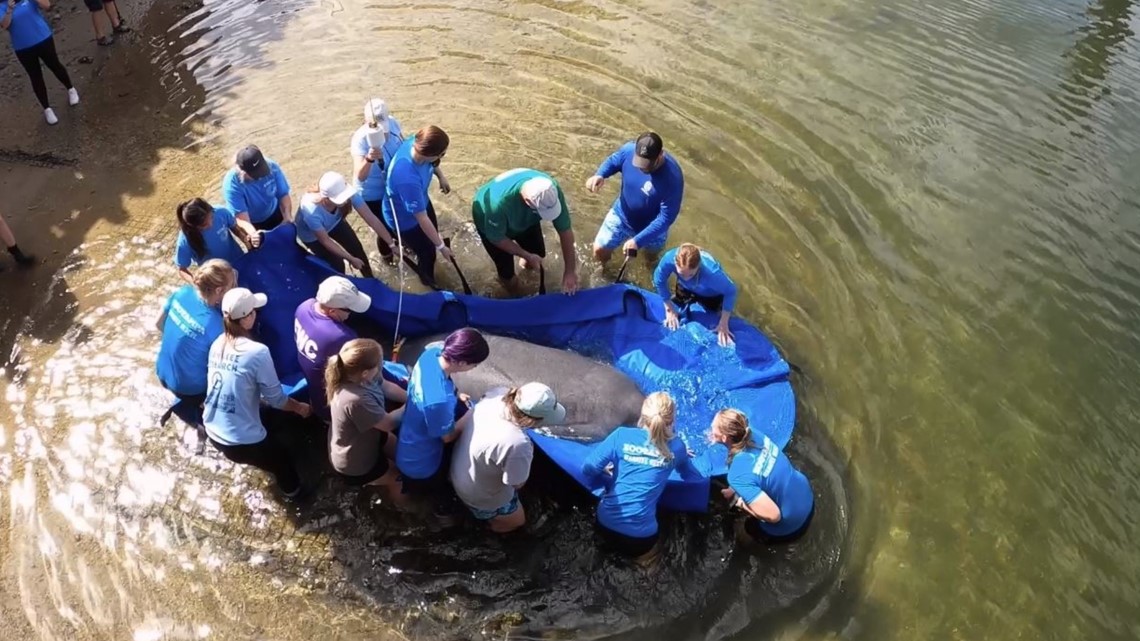 CMA tagged a record18 rehabilitated manatees | wtsp.com