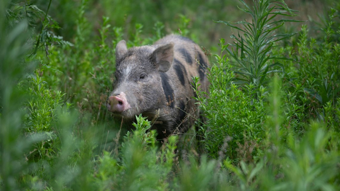 Officers round up hundreds of pigs from Florida animal sanctuary | wtsp.com