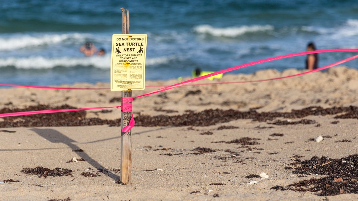 CMA warns crowds to stop touching turtles and dolphins | wtsp.com