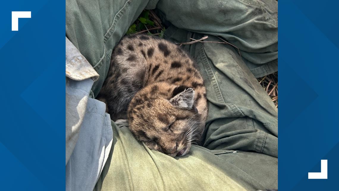 PHOTOS: Florida welcomes 3 new panther kittens | wtsp.com