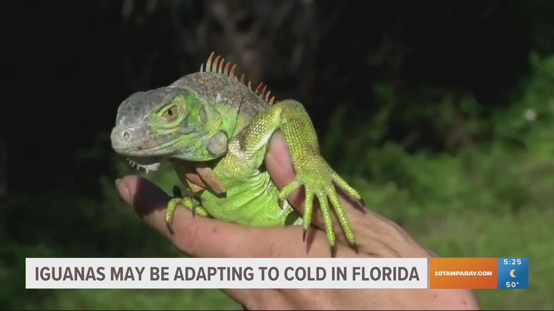 No more falling iguanas? Scientists say the reptiles may be adapting to ...