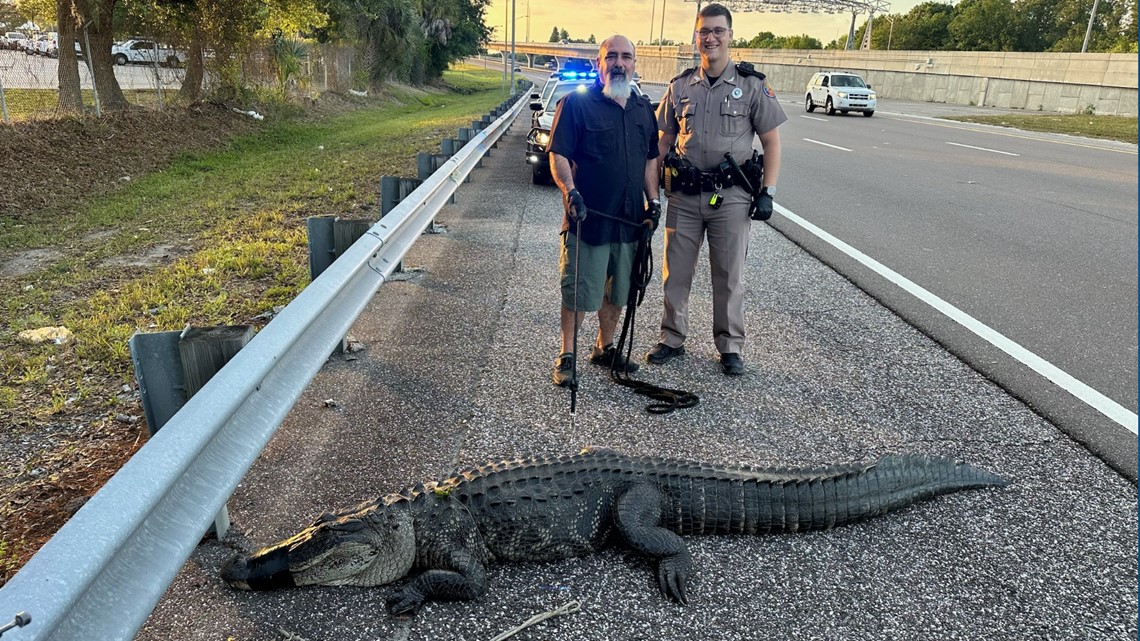 9-foot alligator saved on Selmon Expressway in Tampa | wtsp.com