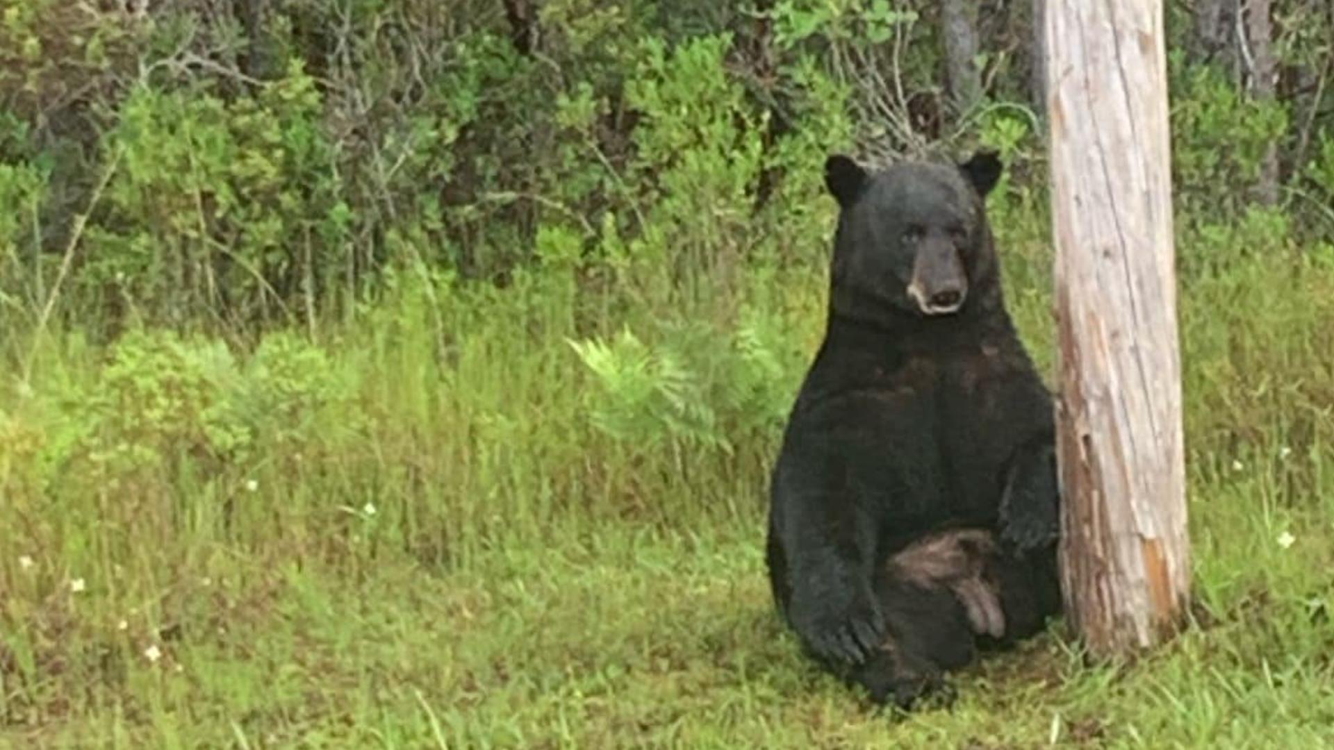 Florida bear 'not in the mood for pictures,' deputies say | wtsp.com