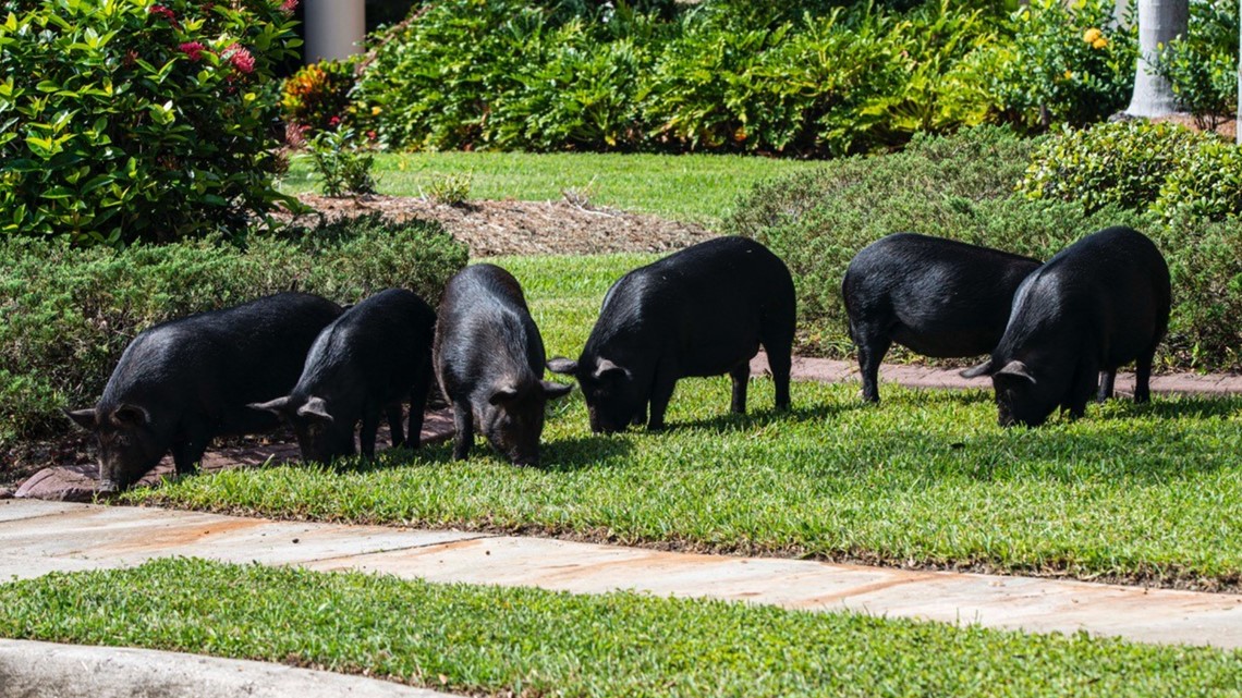Hog problem plagues River Club community | wtsp.com