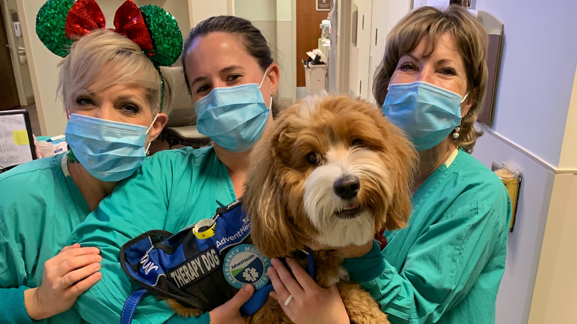 AdventHealth therapy dog visits hospital on Christmas Day | wtsp.com