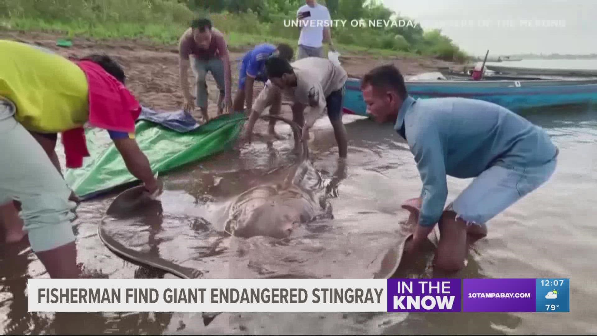 Fisherman in Cambodia accidentally catch endangered giant stingray ...