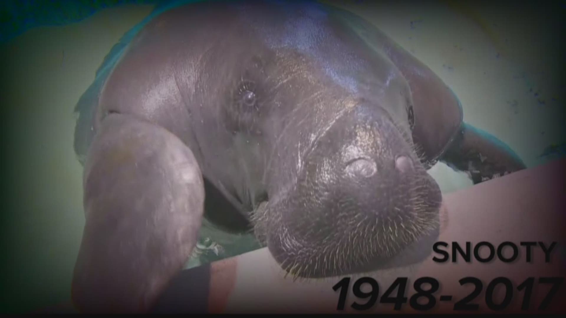 Snooty, the oldest known living manatee, dies in 'heartbreaking ...