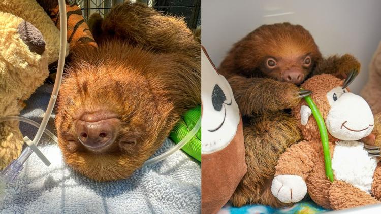 'Mr. Ginger' the sloth dies at Central Florida Zoo | wtsp.com