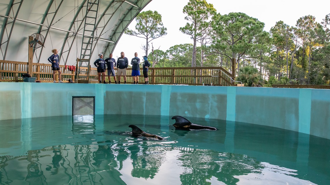 CMA rehabilitation facility to treat dolphins needing care | wtsp.com