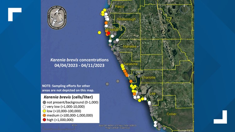 Red tide found in 4 Tampa Bay-area counties | wtsp.com