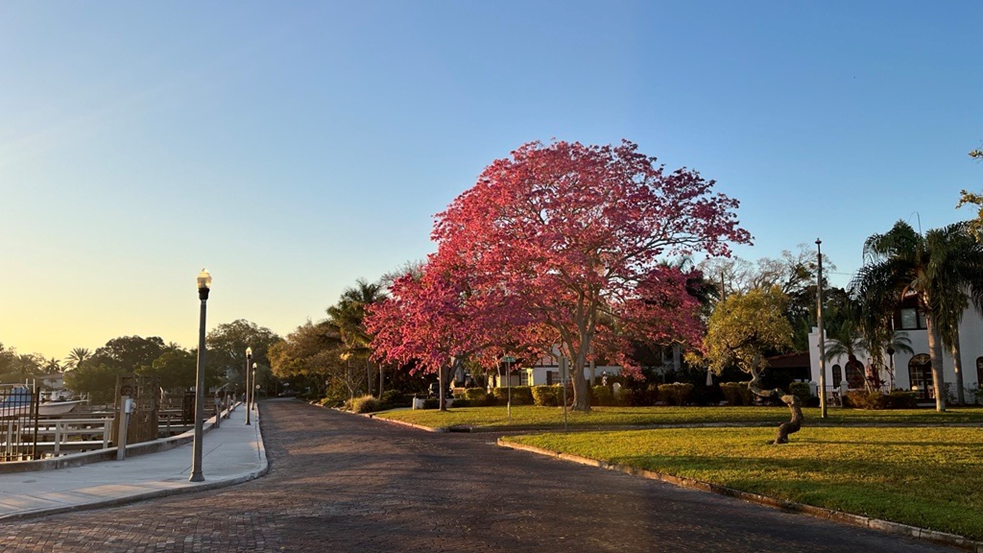 Giant pink trumpet tree's flowers bloom in St. Pete neighborhood | wtsp.com