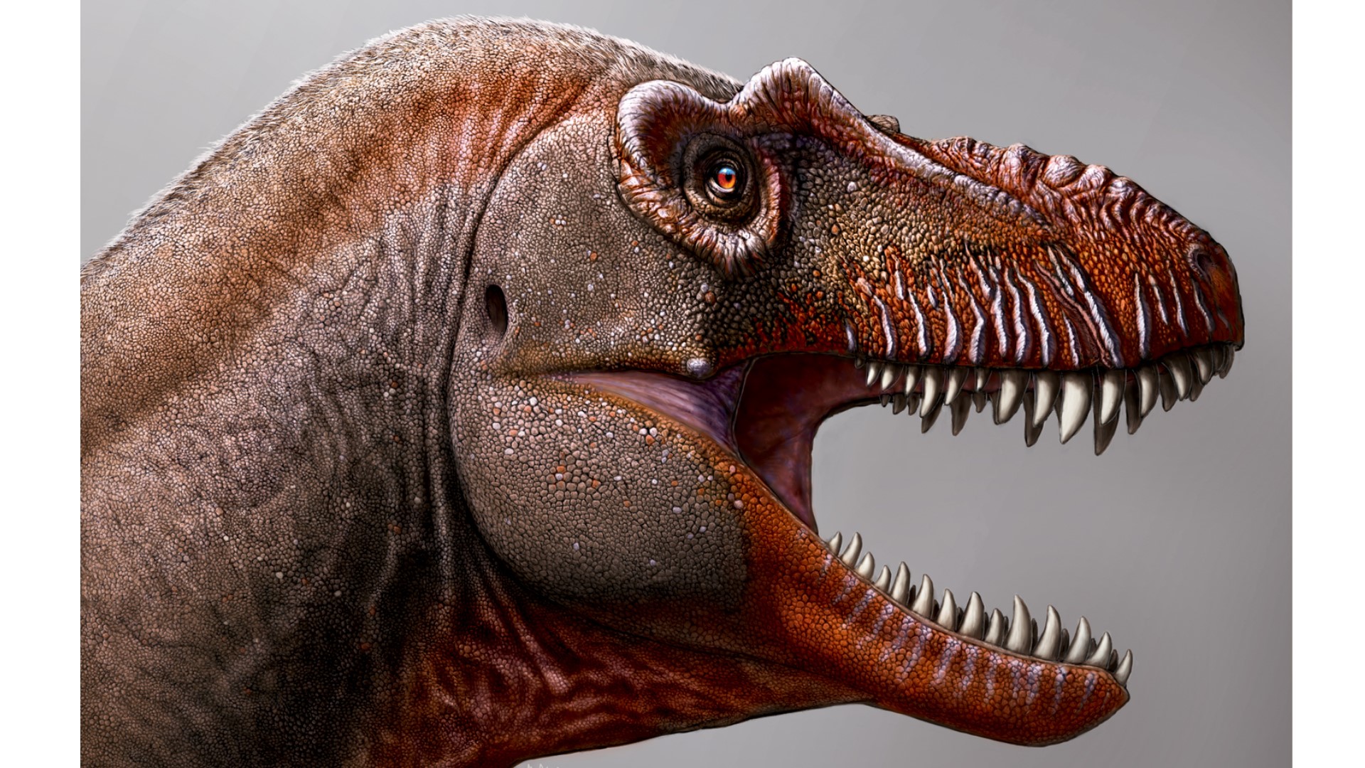 New dinosaur related to T-Rex discovered in Canada | wtsp.com