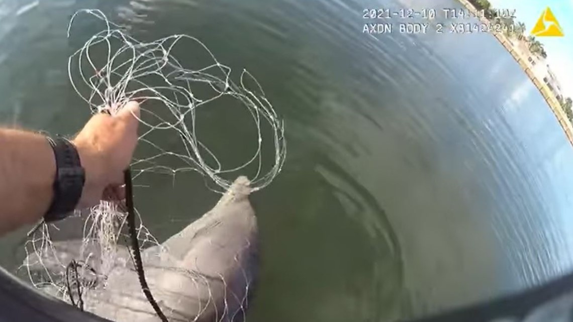 Video shows officer rescue dolphin trapped in fishing net | wtsp.com