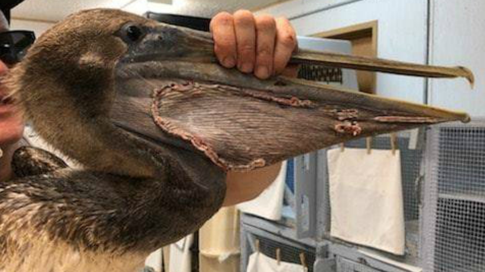 Pelican dies after suffering severe pouch injury in the Florida Keys ...