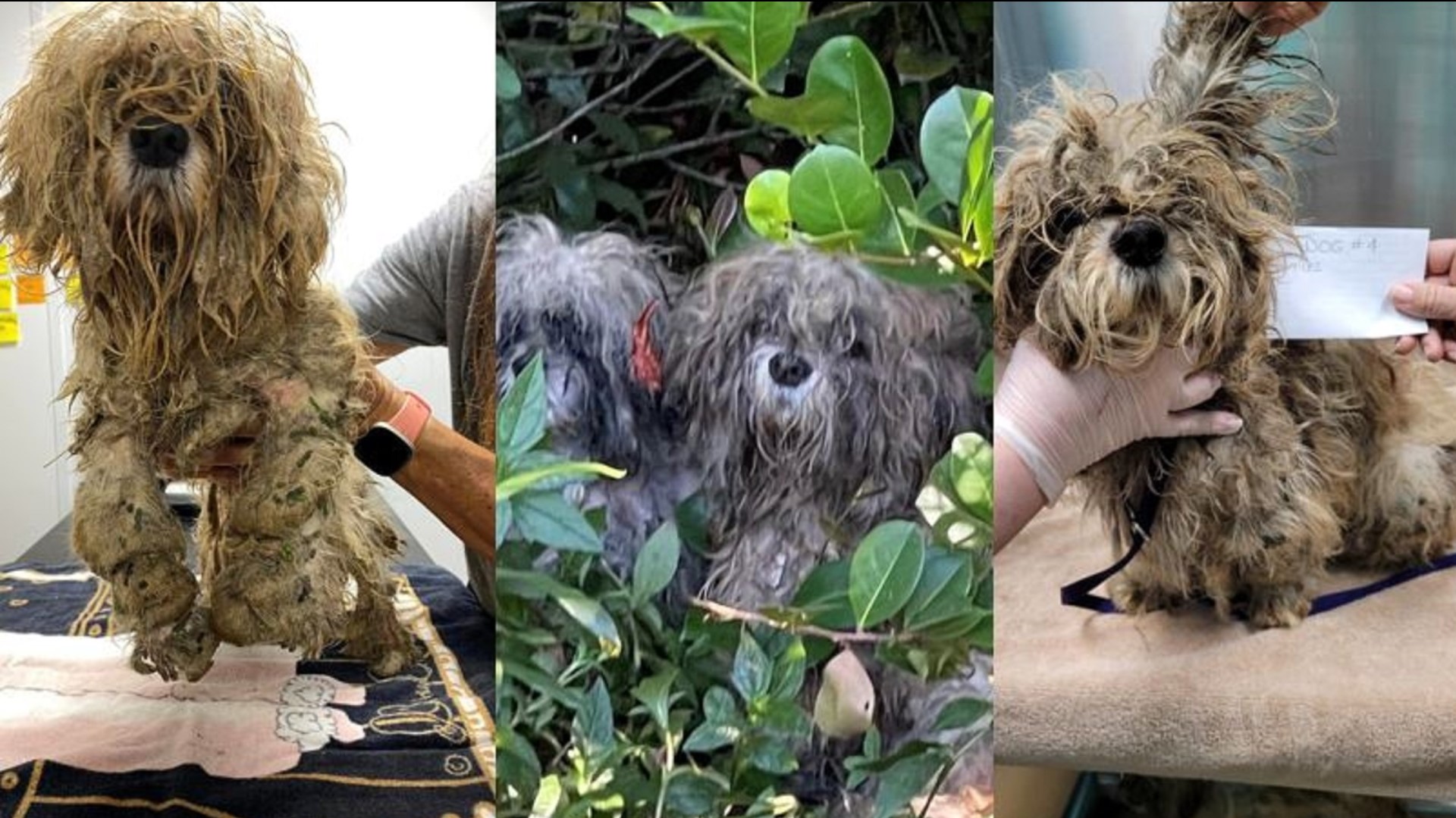 MCSO: Woman confesses to abandoning 9 matted dogs in parking lot | wtsp.com