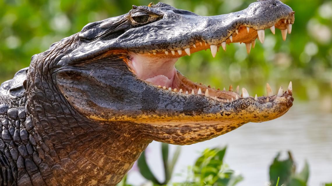 Relocated crocodile returns to Brevard County | wtsp.com