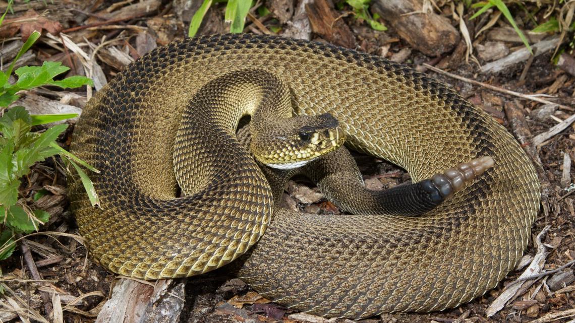 Rare diamondback snake found in North Florida | wtsp.com